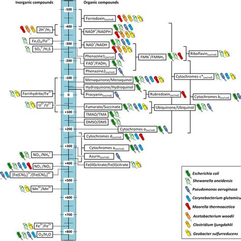 Redox Potentials Of Important Redox Reactions In Electron Transport Download Scientific