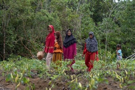 Bunga Turi Manfaat Tantangan Dan Potensi Pengembangan Di Indonesia Yayasan Iar Indonesia