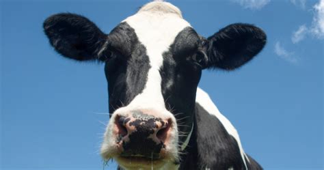 How Long Cows Live – If They’re Actually Given The Chance