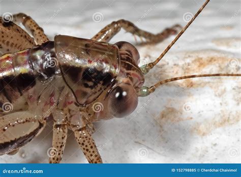 Macro Photo Of Brown Cricket Insect On White Floor Stock Image Image