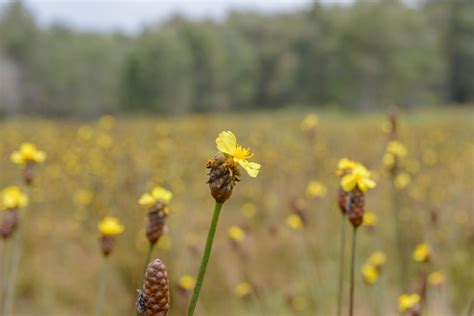Foto Alam Hoang Dau An Bunga Waktu 10 April 2022 Lokasi Provinsi Dong Thap Ini Adalah Bunga Yang