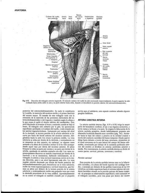 Vascularización SNC - Gray | PDF