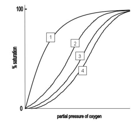 Chapter 7 Protein Function Myoglobin And Hemoglobin Muscle Contraction And Antibodies