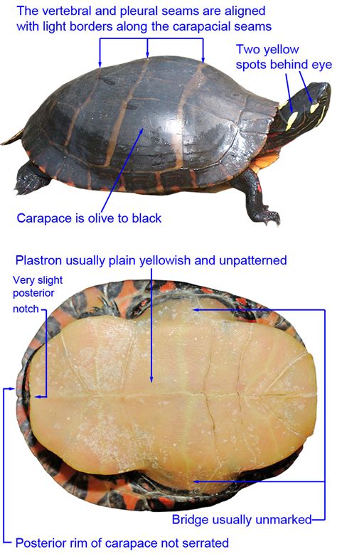 Identifying Male And Female Painted Turtle At Brad Schaffer Blog