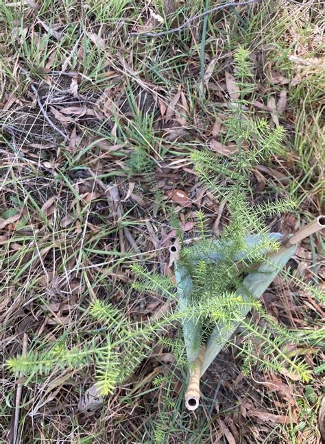 The Pollinator Project Woodend Landcare