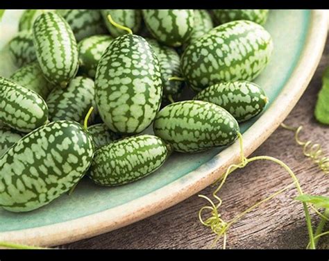 50 Mouse Melon Cucamelon Seed Tiny Melon Tiny Fruit To Grow Melothria Scobra Rare Seeds