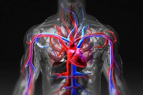 Understanding The Role Of Practical Anatomy In Surgical Education