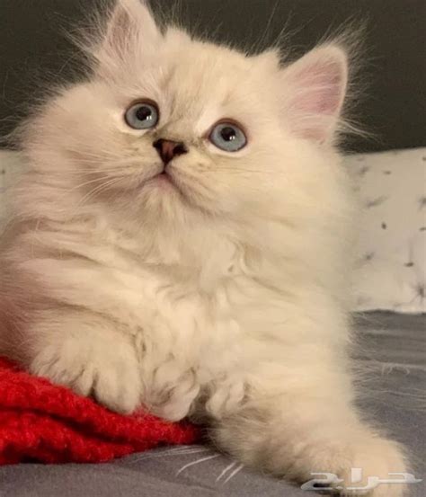 قط شيرازي جميل للتبني بكامل الملحقات موقع حراج