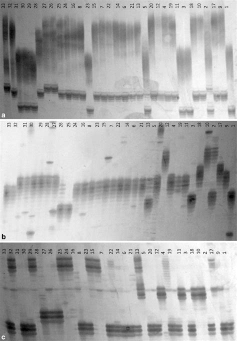 polymorphism of selected ssr markers reveals heterogeneity among the 33