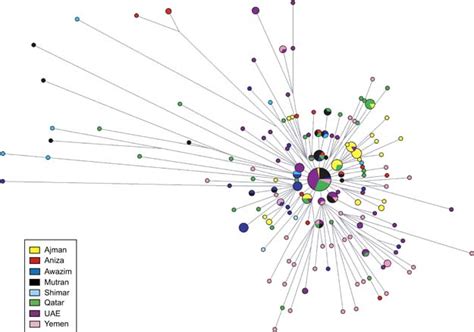 Median Joining Network Of Haplogroup J1 Y Str Haplotypes Circles