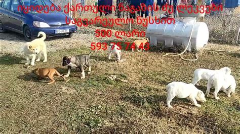 იყიდება ქართული ნაგაზის ძუ ლეკვები საგვარეულო ნუსხით Youtube