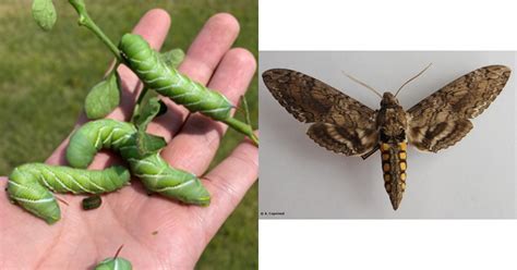 Hornworms Usu