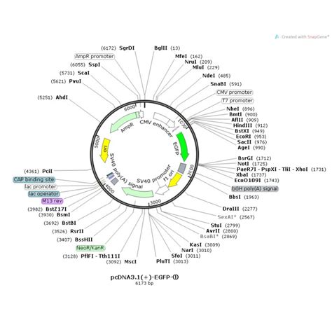 丰晖 Br233 Pcdna31 Egfp① 试剂仪器耗材