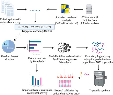 Flowchart For Qsar Modeling And Validation Of Antioxidant Tripeptides