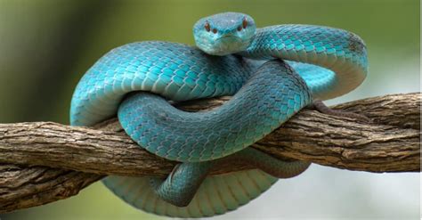 Do Snakes Hibernate A Z Animals