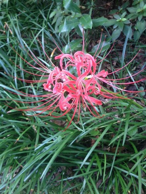 Naked Ladies Or Surprise Lilies Lycoris Squamigera Named For Their