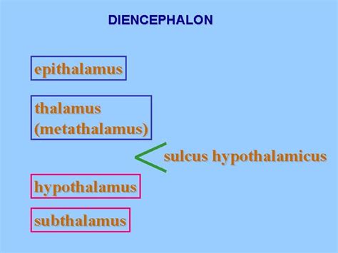 Diencephalon Epithalamus Metathalamus Sulcus Hypothalamicus Hypothalamus Subthalamus Thalamic