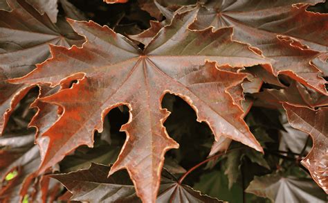 Types Of Soft Maple Trees In India Map