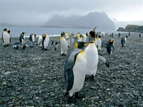 Penguins Dont Live At The South Pole And More Polar Myths Debunked