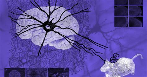 Neuroscientists Proved The Brain Regenerates Now Theyre Trying To Figure Out How