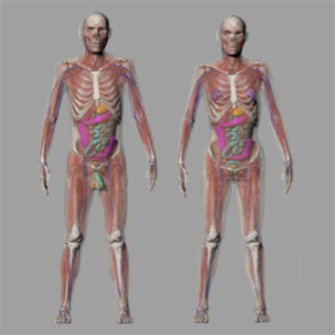 Xcat Phantom Program Cvit Center For Virtual Imaging Trials