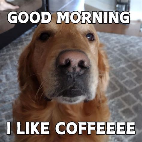 Flirty Good Morning Memes For Him Ultimate Collection The Bad Ass Dad Pod