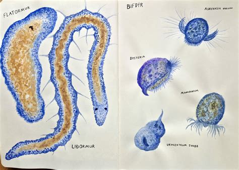 Illustrated Posters And Sketches Of Microbes I Made Rmicroscopy