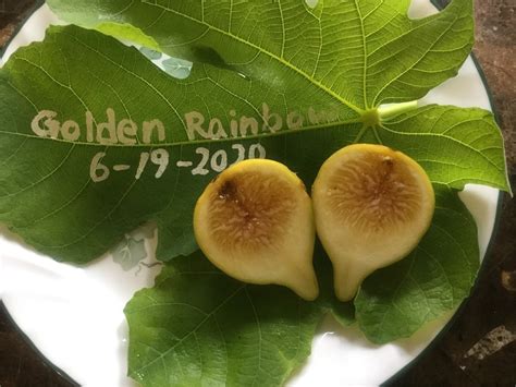 Figbid Online Auctions Of Fig Trees Fig Cuttings And Growing Supplies