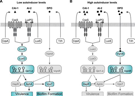 Three Autoinducer Molecules Act In Concert To Control Virulence Gene