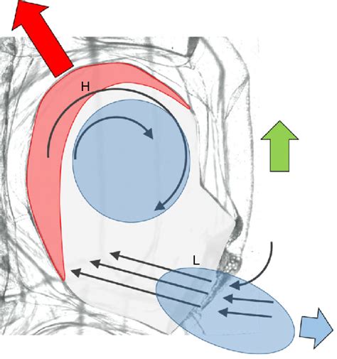 Proposed Model Detailing Fluid Flow And Corresponding Pressure Fields Download Scientific
