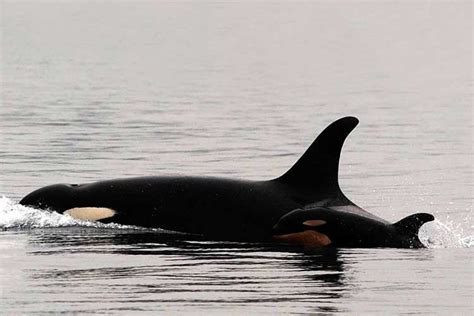 Orca Bebé No Puede Dejar De Saltar De Alegría