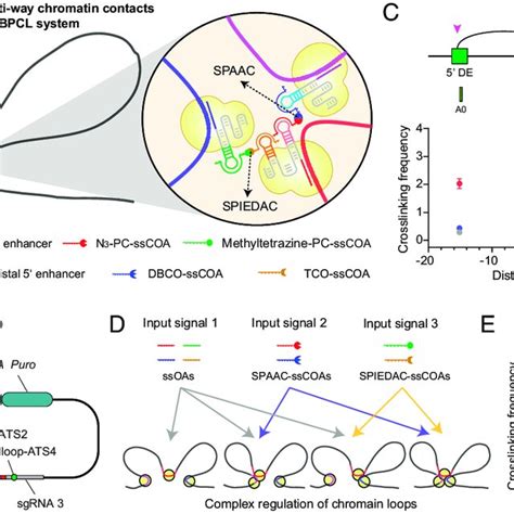 A Multiinput Bpcl System For Complex Regulation Of Chromain Loops A