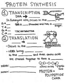 Protein Synthesis Anchor Chart By The Science EdTech TPT