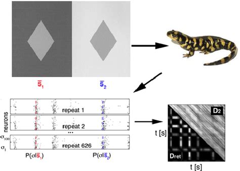 Figure 1 From Exploring The Neural Manifold Semantic Scholar