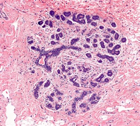 Pathology Outlines Normal Histology