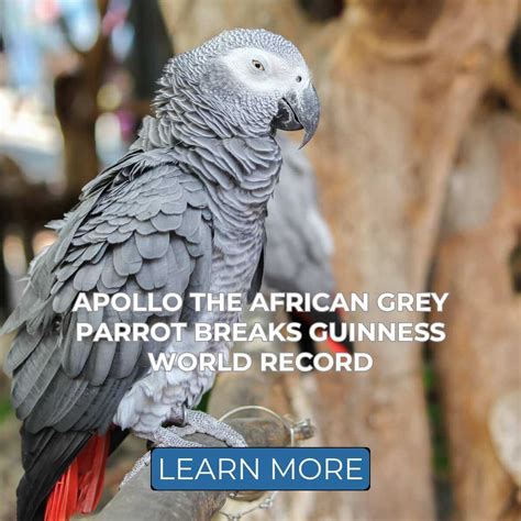 What Is The Best Food For African Grey Parrots