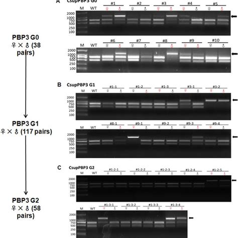 diagram of target sites and elements of single guide rna sgrna of