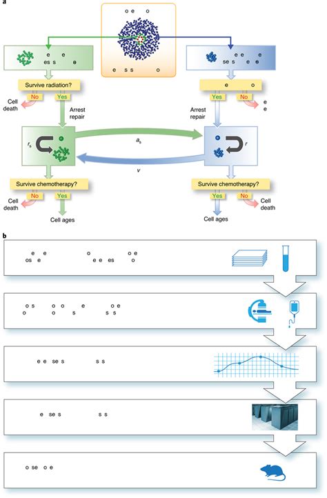 A Computational Model Of The Gbm Microenvironment A Schematic Of The