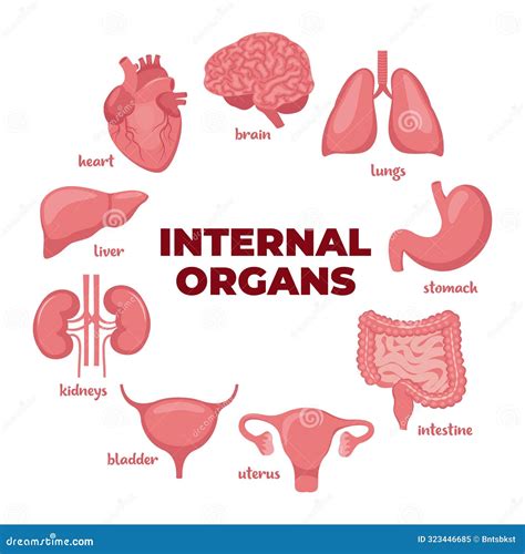Internal Organs Set Heart Brain Lungs Liver Stomach Intestines
