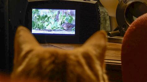 Raspberry Pi Cat Tv 5 Steps With Pictures Instructables