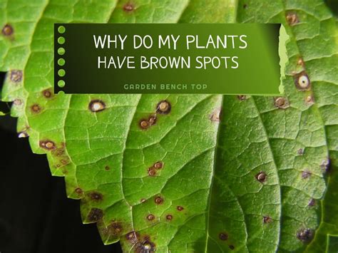 My Plant Leaves Have Brown Spots At Joan Fleming Blog