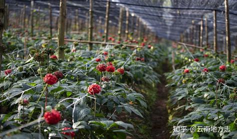 天赐神草 文山三七——云药：文山三七《美丽云南》（第三季） 知乎