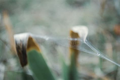 Tiny Net Stock Photo Image Of Garden Plant Drop Leaf