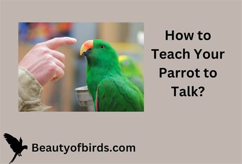 How To Teach Your Parrot To Talk