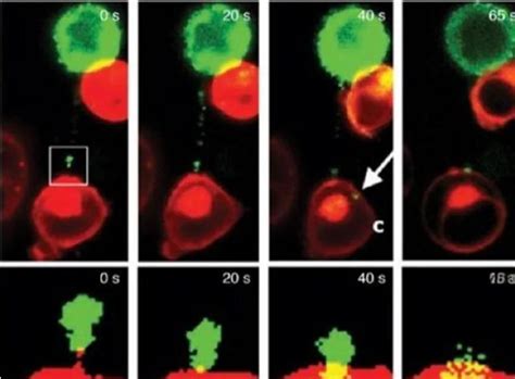 💡荧光蛋白标记技术全解析🔬