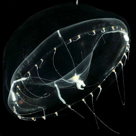 Cnidaria Species