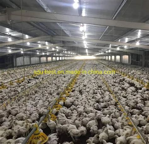 Ccs3 Tunnel Ventilated Poultry Building For Broiler Breeder Layer