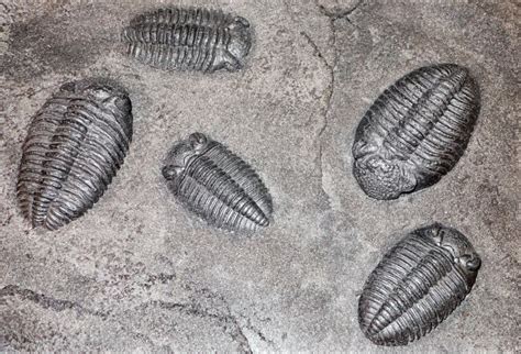 Fossil Old Trilobite Stock Image Image Of Trilobites 83326575