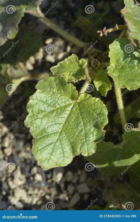 Sweet Unicorn Plant Stock Image Image Of Horn Devils 278442305