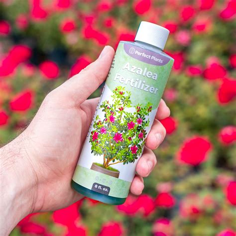 Buy Liquid Azalea Fertilizer For Sale Online Perfect Plants